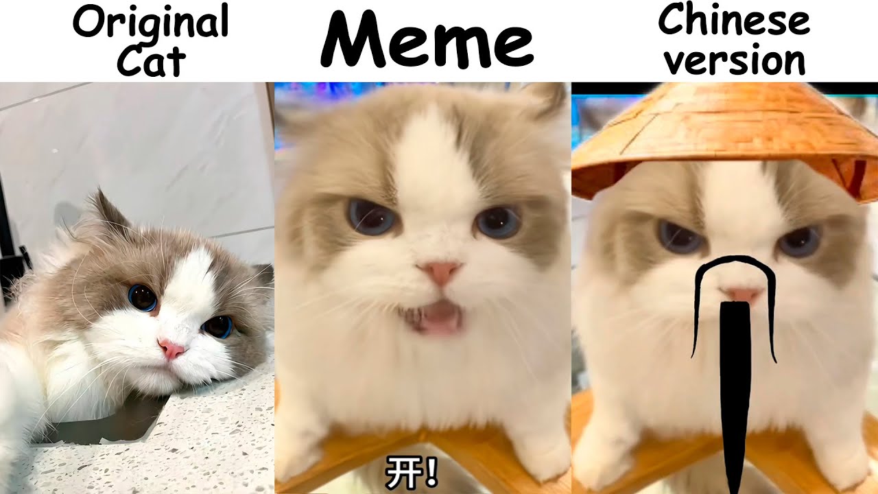 CHINESE CAT MEME | Original cat Vs Meme Vs Chinise Version - YouTube