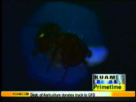 Little fire ants discovered on Guam - YouTube