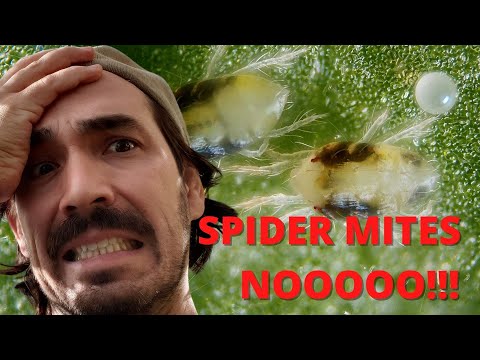 Does Molasses Kill Spider Mites