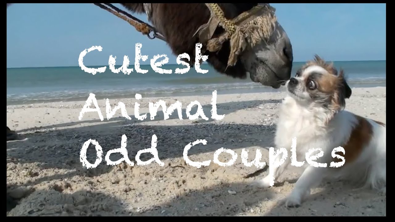 These Animal Odd Couples Prove That Anyone Can Be Best Friends - YouTube