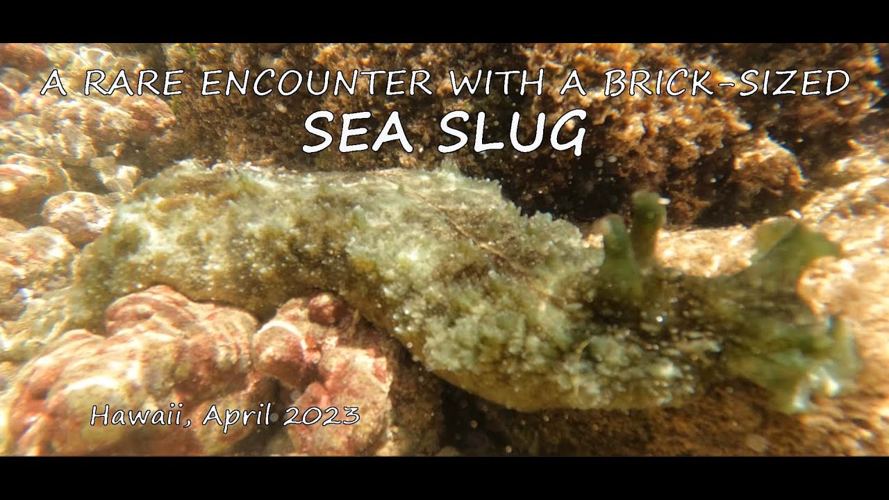 Never before seen footage of a brick sized sea slug - YouTube