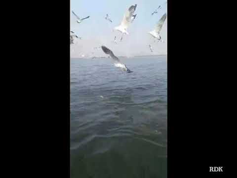 BHIMA NADI BIRDS FISH LUNCH STYLE BHIGWAN - YouTube