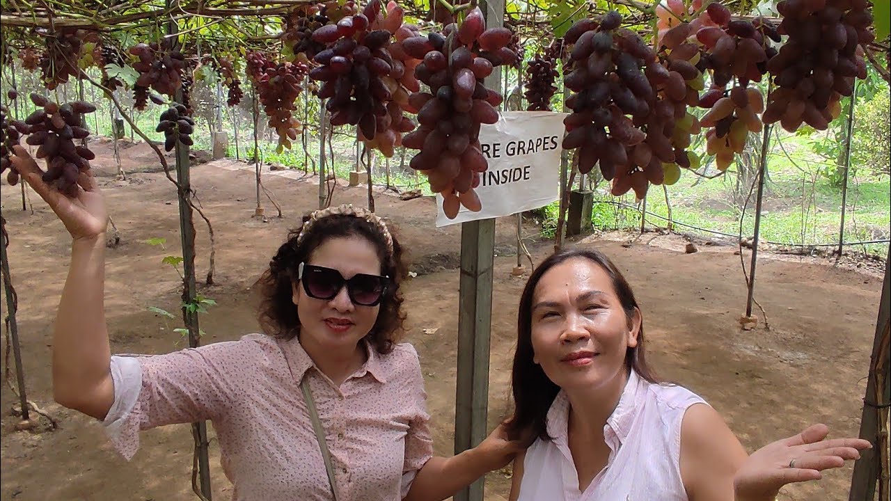 Grapes picking at Hacienda Torrentira farm - YouTube