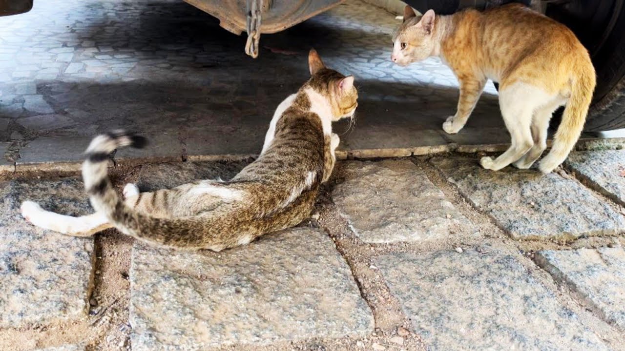 Angry male cats warming up for fighting|19 - YouTube