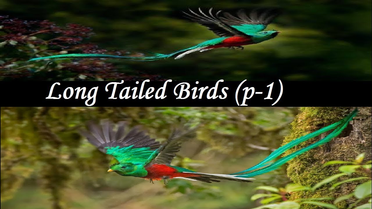 Long Tail Birds Part - 1 | Beautiful Birds | Colorful birds - YouTube