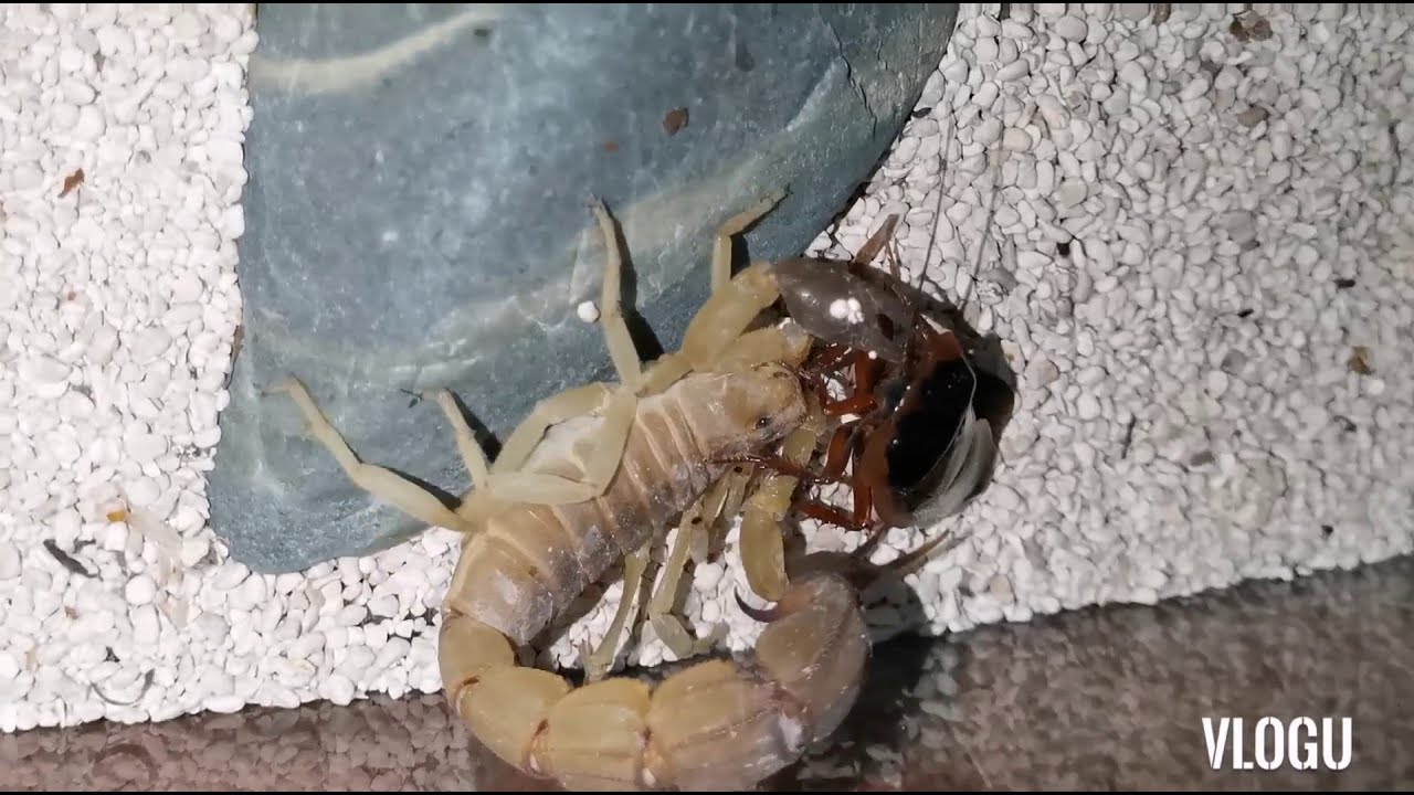 Feeding Androctonus australis hector scorpion with Dubia Roaches # ...
