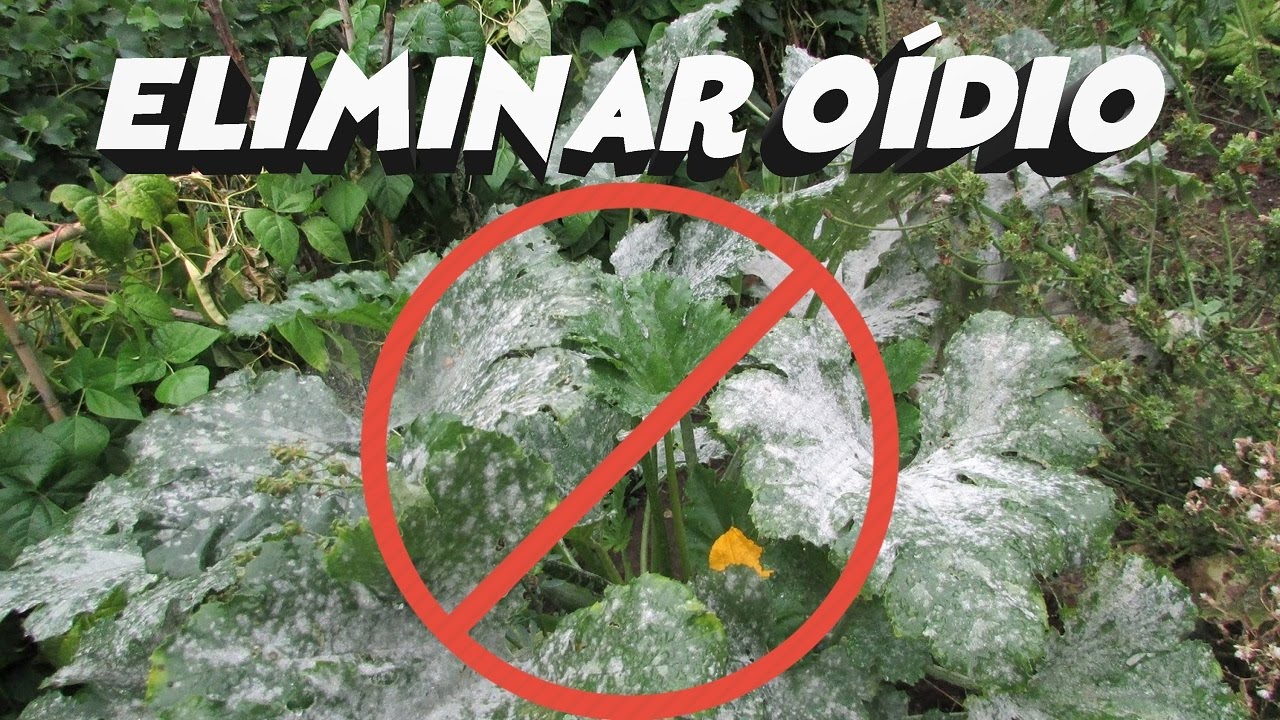 Cómo Eliminar el Hongo Oídio || Fungicida ecológico || Cultivo paso a ...