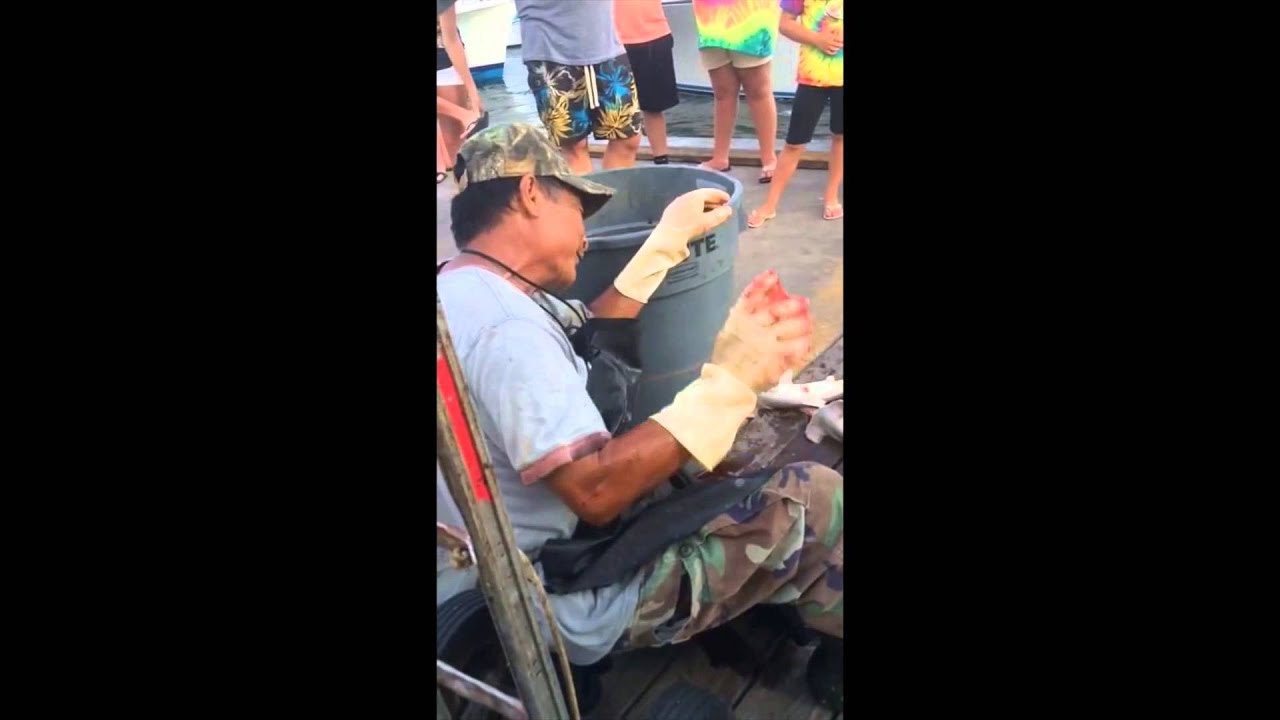 Watch a fisherman pull 34 baby sharks out of a great hammerhead shark ...