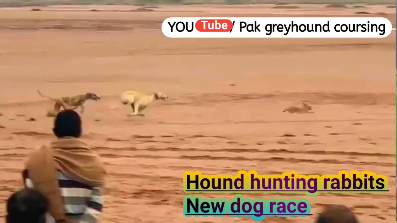 hound hunting rabbits \ dog racing competition \ greyhound race 2021 ...