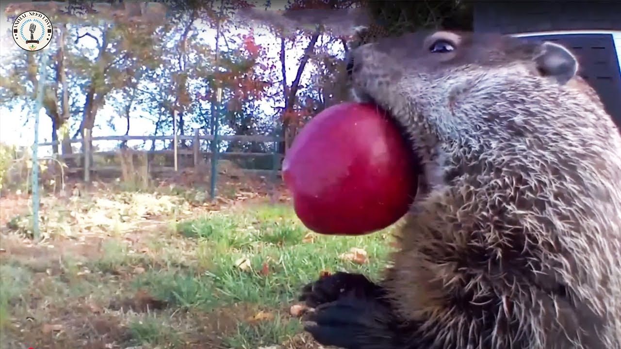 Groundhog Caught Destroying Guy's Garden, Then It Became Garden's Owner ...