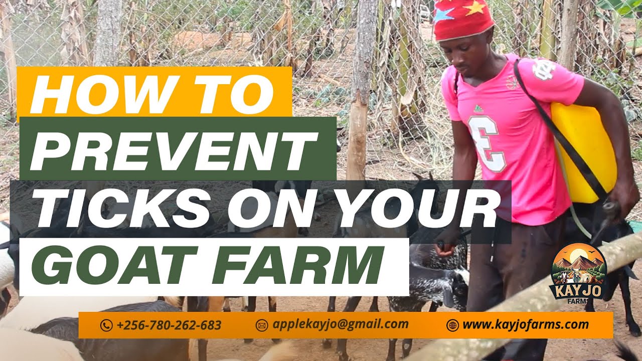 How To Prevent Ticks / Treat External Parasites On Your Goat Farm ...