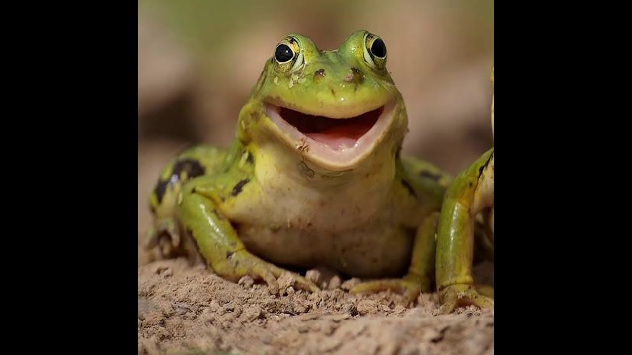 Pop cat but its a frog - YouTube