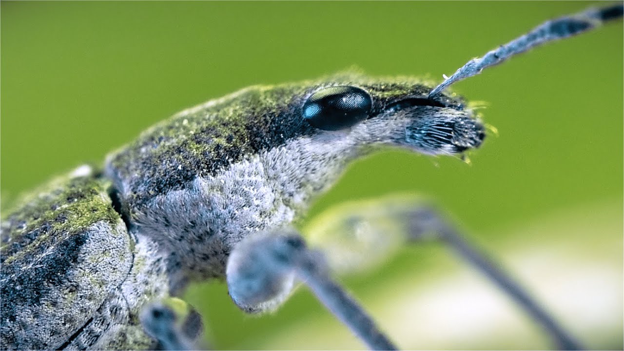 ANINAGIN ︎ Test shot 5 (Weevil, Acarid & Spider) - YouTube