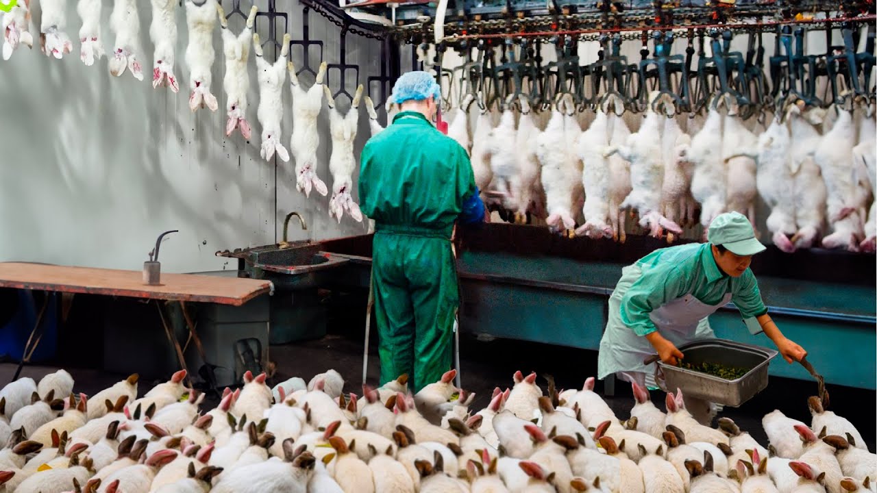 O MAIOR ABATEDOURO DE COELHOS DO BRASIL - YouTube