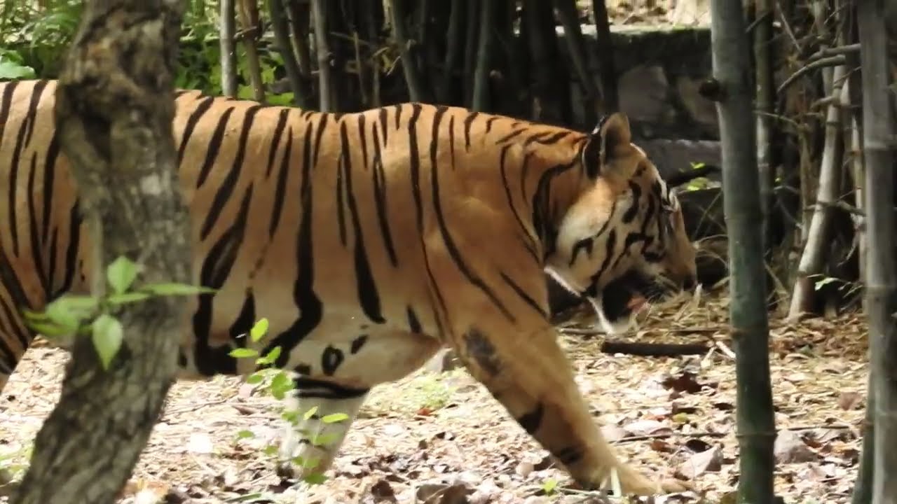 Bengal Tiger Male | Van Vihar National Park, Bhopal MP | Nikon COOLPIX ...