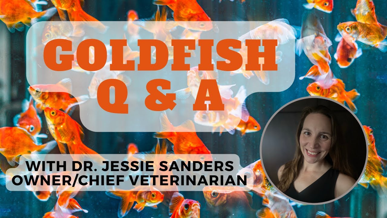 Goldfish Q&A with Dr. Jessie Sanders - YouTube