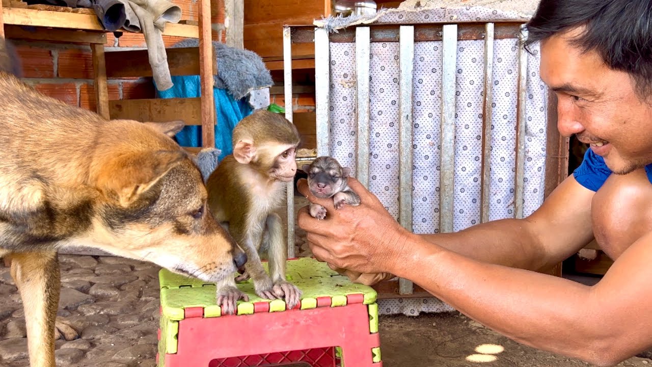 BiBi and MiMi come in to visit the newborn puppy - what's the reaction ...