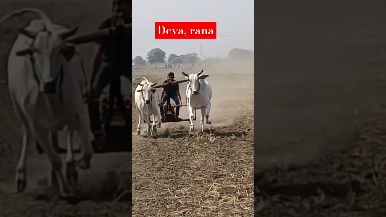 deva , Rana 33.5 selu pat - YouTube