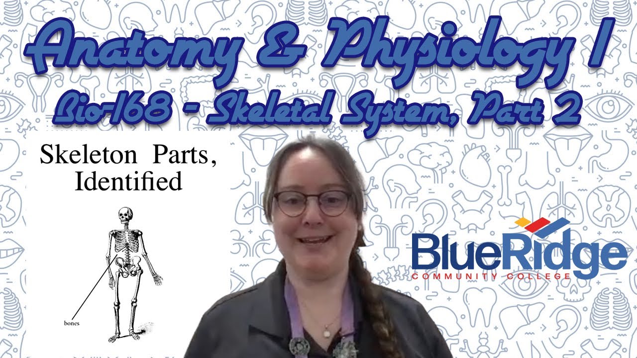 BIO-168: Skeletal System - Chapter 17, Part 2 - YouTube