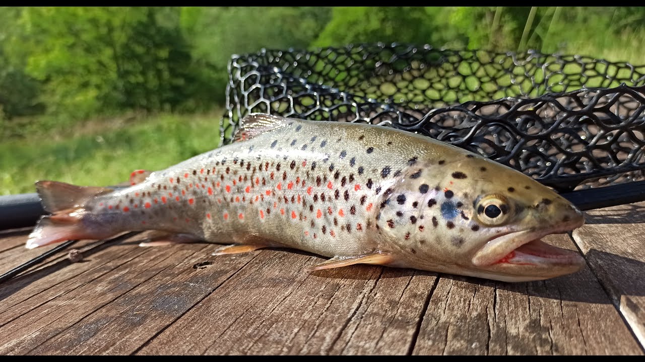 Pecanje potocne pastrmke 4. deo. Fishing trout. - YouTube