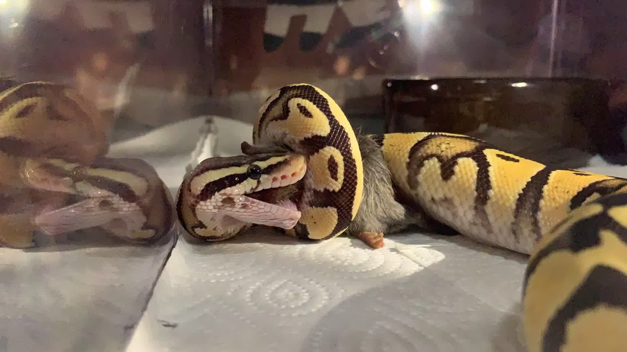 Time lapse Feed BallPython #2 - YouTube