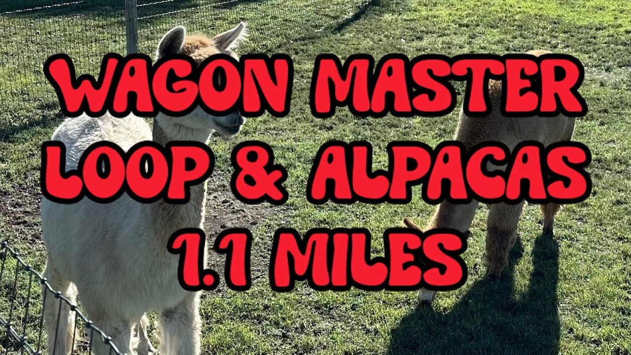 Wagon Master Alpaca Loop - YouTube