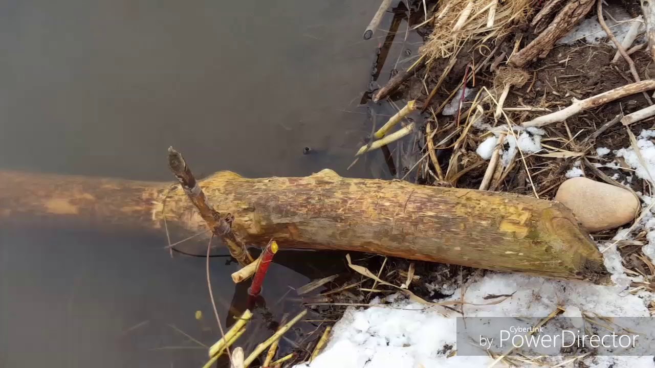 Trap line Day 11, The beaver strikes back! - YouTube