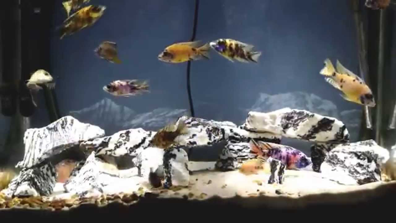 Zebra Rocks! - African Peacock Cichlid Aquarium - YouTube