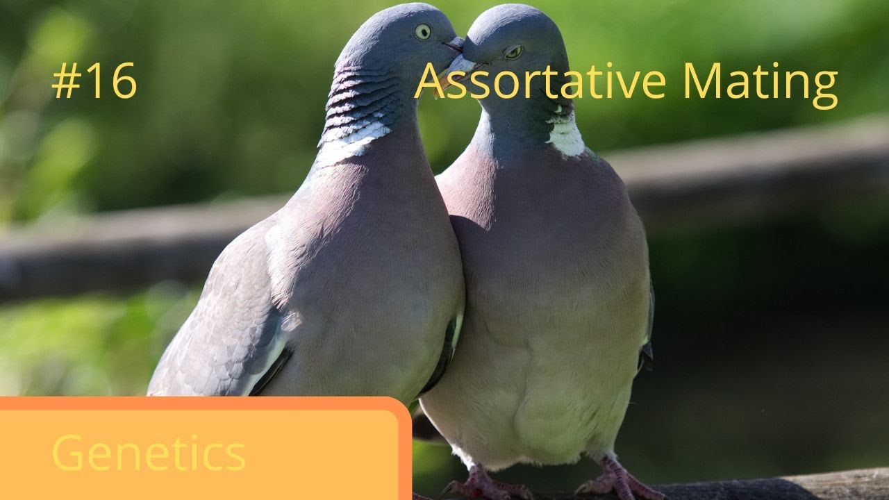 Biopedia episode 16- Assortative Mating - YouTube