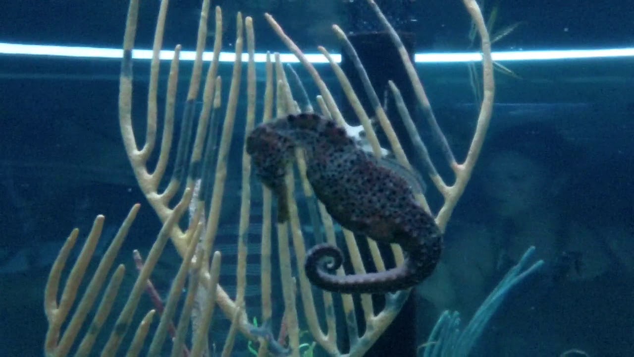 Seahorses at Epcot in Disney World #1 - YouTube