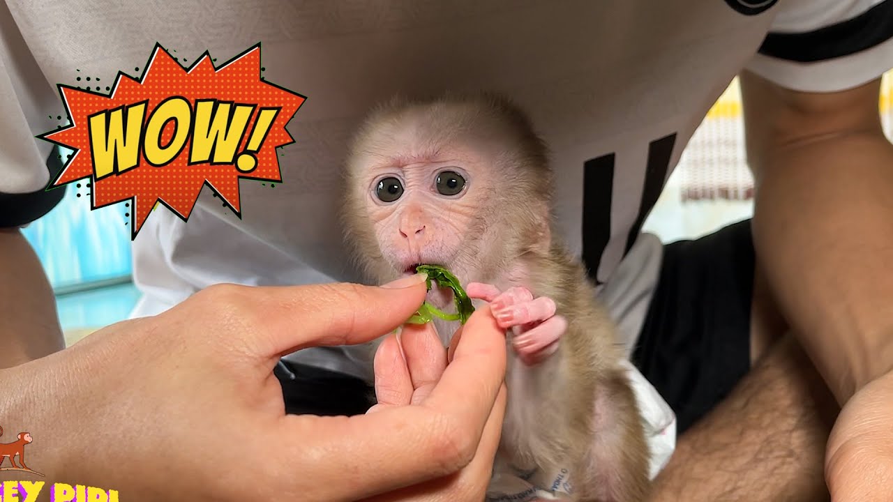 So Cute !! Baby monkey PiPi's first family meal - YouTube