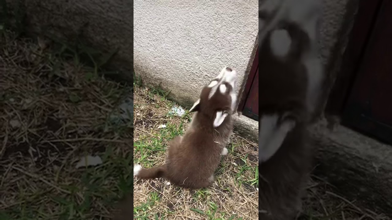 Husky cachorro aullando - YouTube