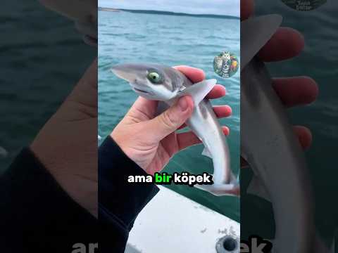 Okyanustaki Balığı Göle Atarsan Ne Olur? 🌊 🐟  🦈 #shorts