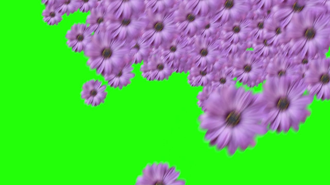 green screen flower transition effects - YouTube