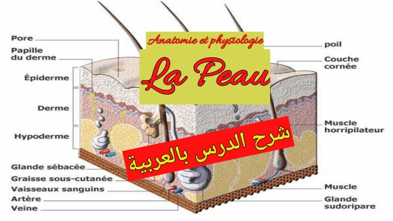 Anatomie et physiologie la Peau الشرح بالعربية و الدارجة - YouTube