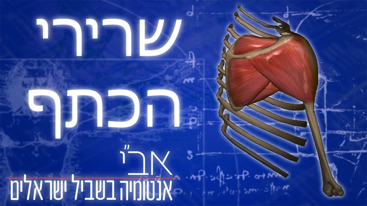 האנטומיה של שרירי הכתף Youtube