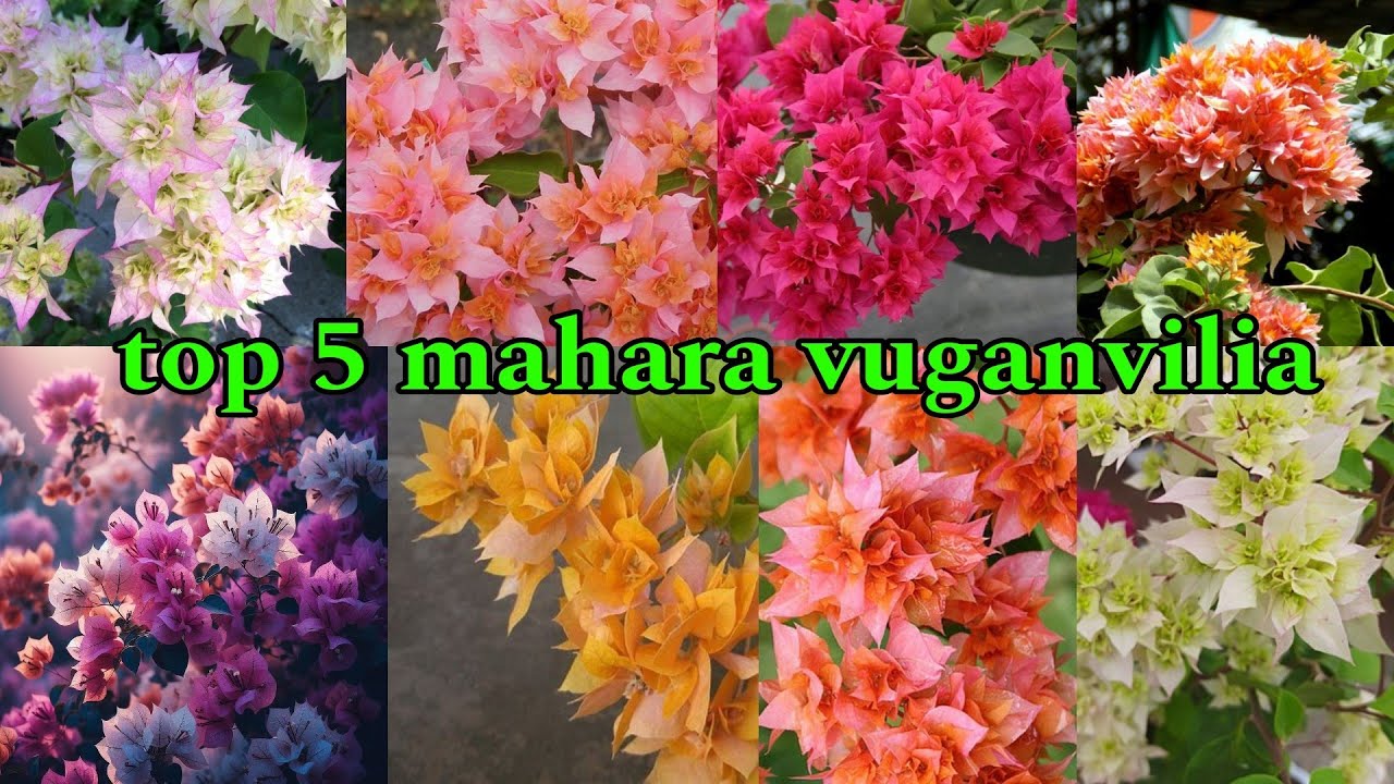 top 5 mahara / spalash variety vuganvilia flowers in india | vuganvilia ...