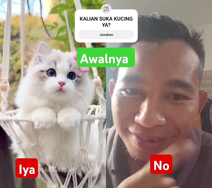 suka kucing ya #kucing #kucinglucu #fyp #shorts - YouTube