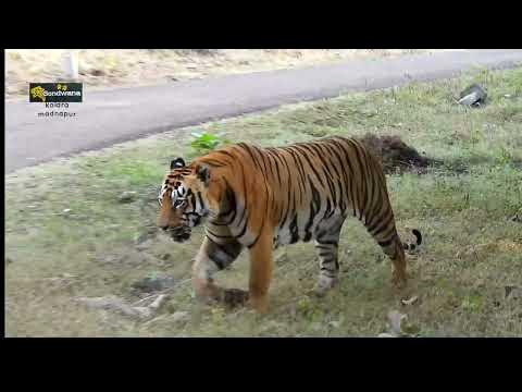 Tadoba safari Rudra tiger sighting - YouTube