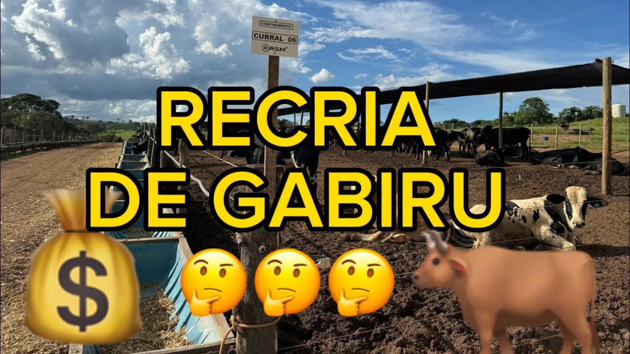 Recria de Gabiru ! Visita na Agropecuária São Matheus - YouTube