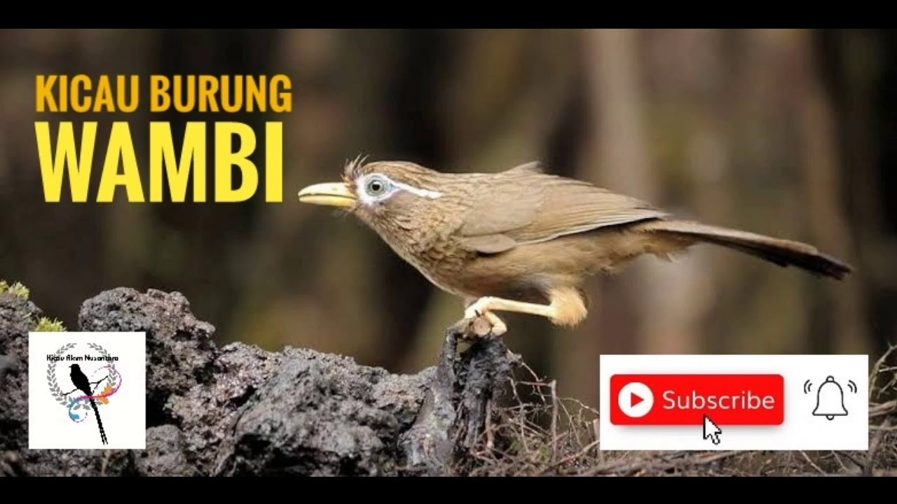KICAU BURUNG WAMBI - YouTube