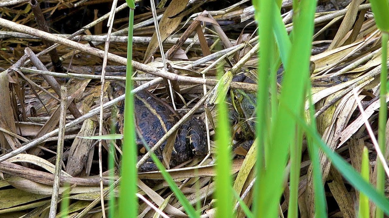 Edible Frogs - East London Wildlife - Pelophylax esculentus - YouTube