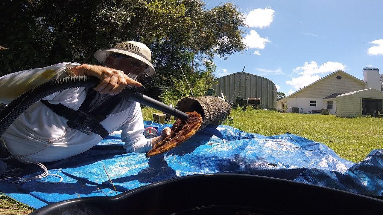 Boxing Up The Killer Bees - YouTube