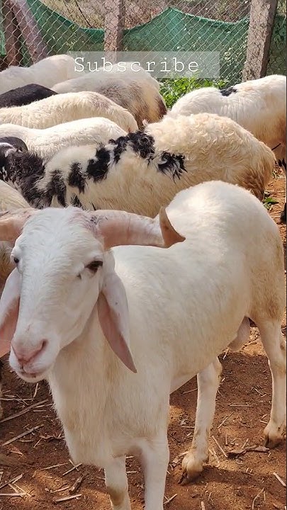 SRS Agri Farm Magadi Big Sheeps for sale #animals #fightersheep #amingadtagaru #sheepfarming # ...