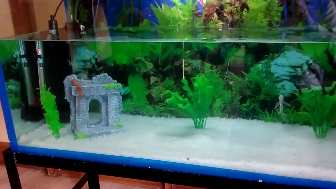 Aquatic hevan fish aquarium patiala - YouTube