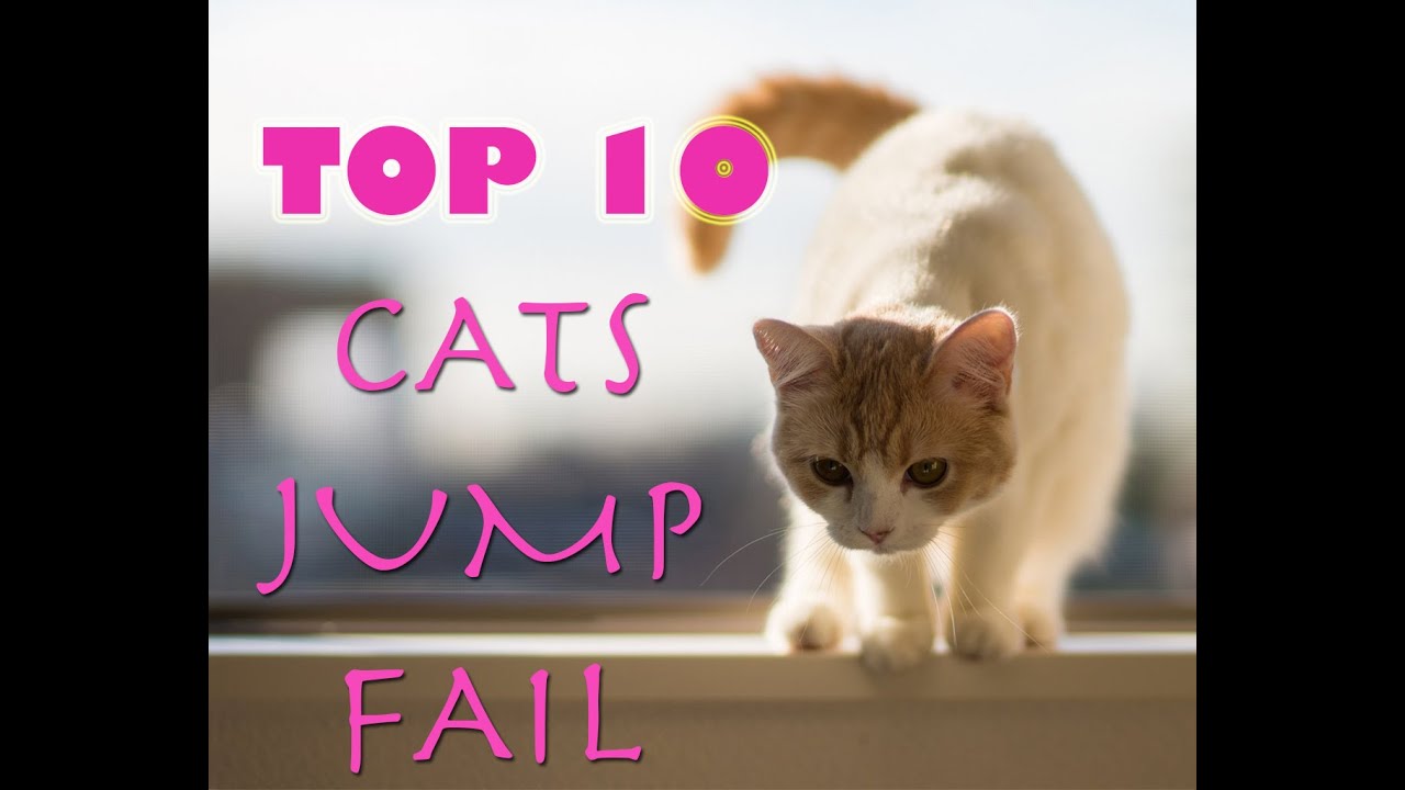 TOP 10 Cats Jump Fail Ever - YouTube