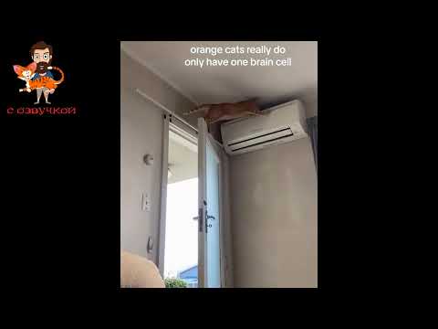 Приколы с котами! С ОЗВУЧКОЙ! Вырезка