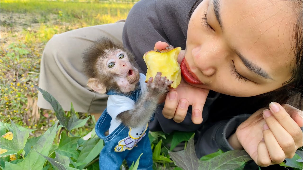 Lovely moments of Pika monkeys and other animals. P8 - YouTube