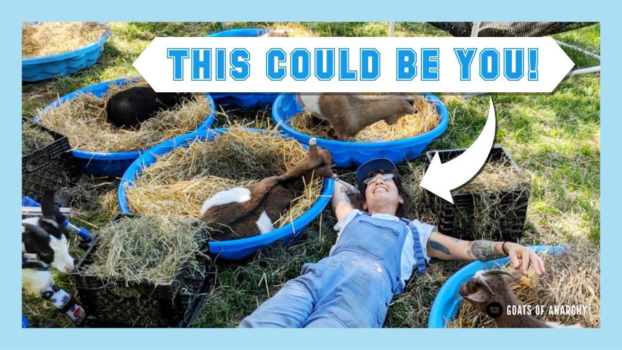 Want To Meet Our Animals? Here's How - YouTube