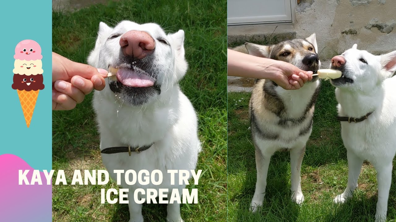 Dogs Ice cream, Its Ice Cream Time ️🍦Dog treats - YouTube
